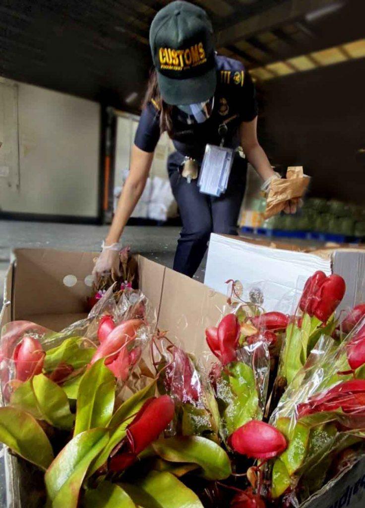 Customs seizes 276 smuggled carnivorous plants in Pasay | GMA News Online