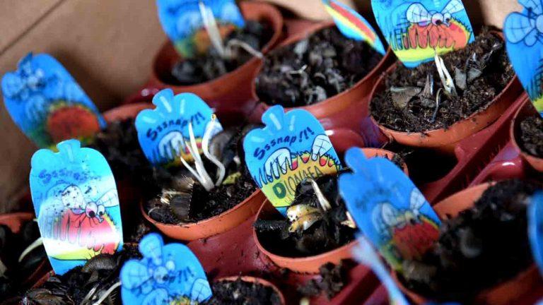 Customs seizes 276 smuggled carnivorous plants in Pasay | GMA News Online