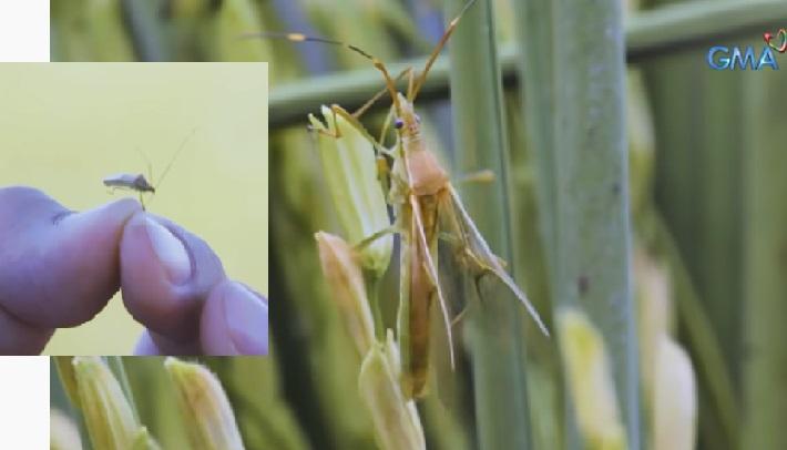 Atangya, insektong maliit pero milyong pisong halaga ang perwisyo sa ...