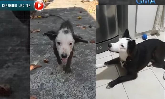 Galising tuta sa sementeryo na si 'Spooky,' cute at loving doggie na ...