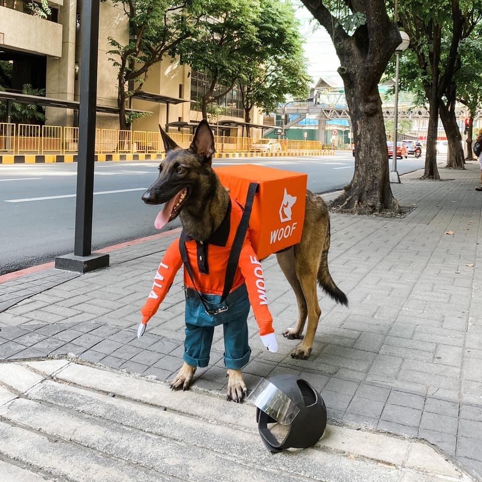 This 2 year old Dog Is The Cutest Delivery Rider You ll Meet GMA News