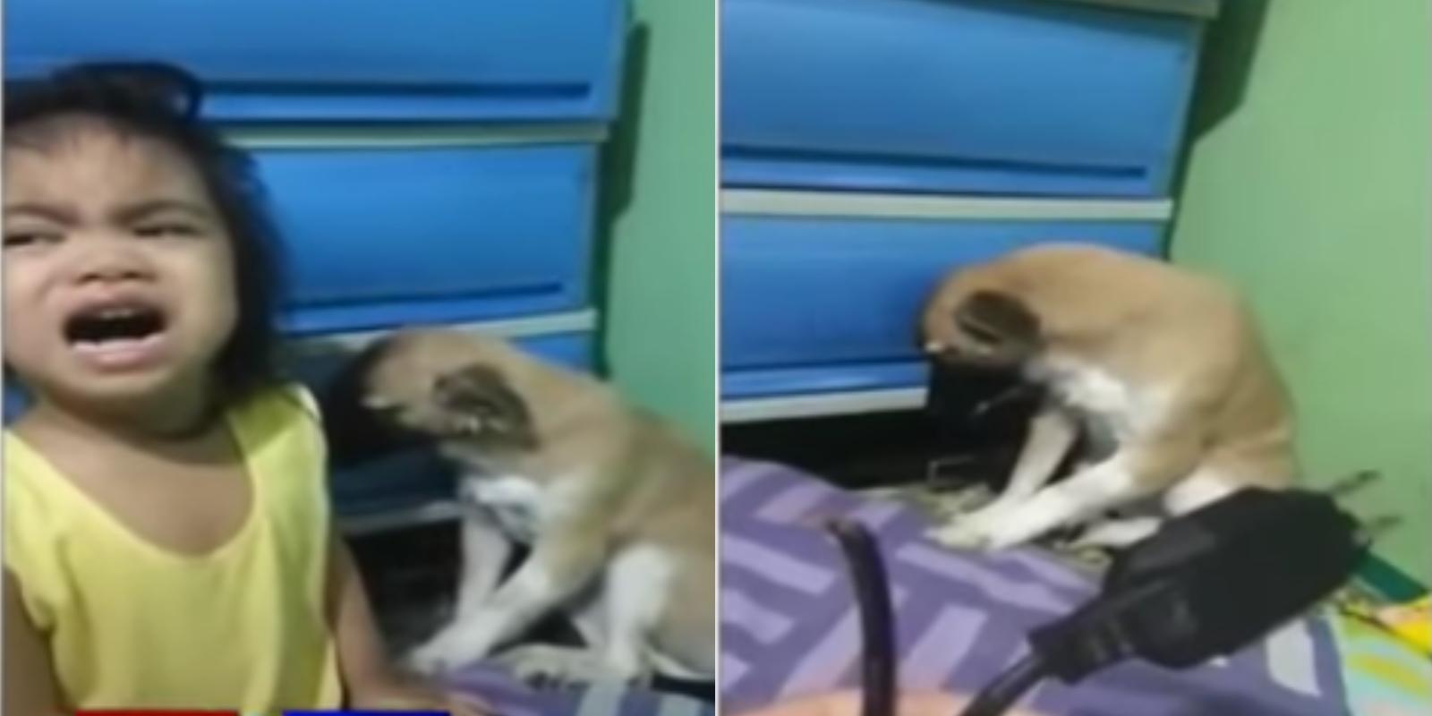 Little girl ‘rescues’ pet dog from mommy’s wrath | GMA News Online