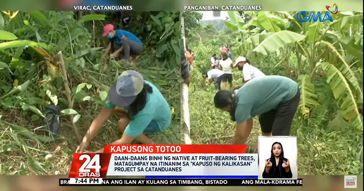 After Typhoon Rolly devastation, GMA Kapuso Foundation plants 302 trees ...