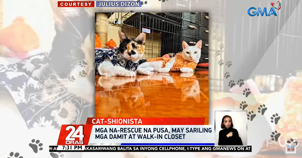 Rescued stray cats now living the life as fashionistas | GMA News Online