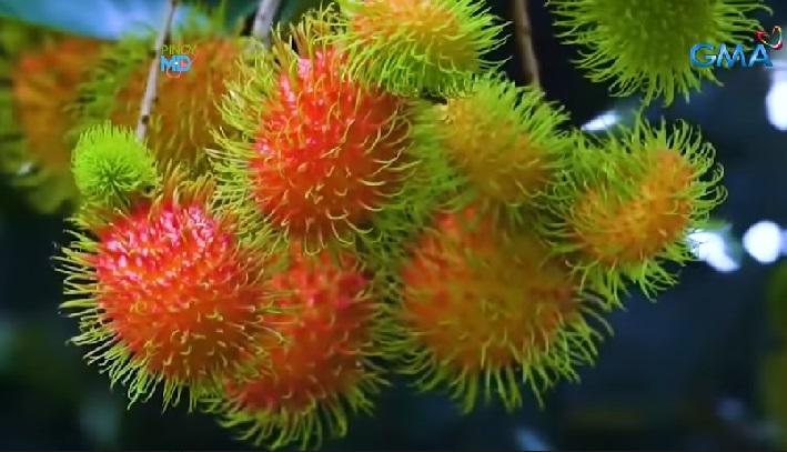 Benepisyo sa kalusugan na makukuha sa rambutan, alamin | Balitambayan