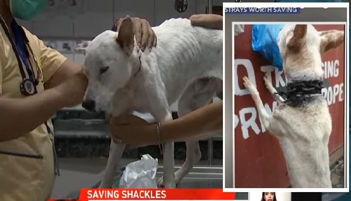 Aso na nanghihina at nagsugat na ang kadena sa leeg, sinagip | Balitambayan