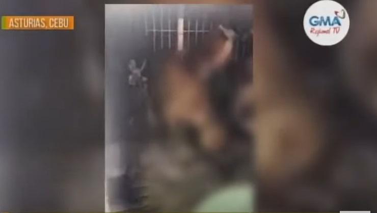 Mga aso sa dog pound sa Asturias, Cebu, kinakain ang mga patay na ...
