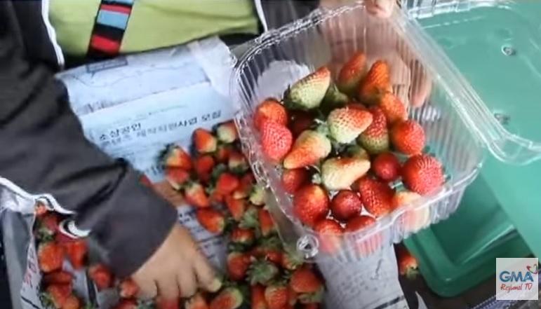 Imported strawberry mula sa Korea, banta raw sa ilang strawberry ...