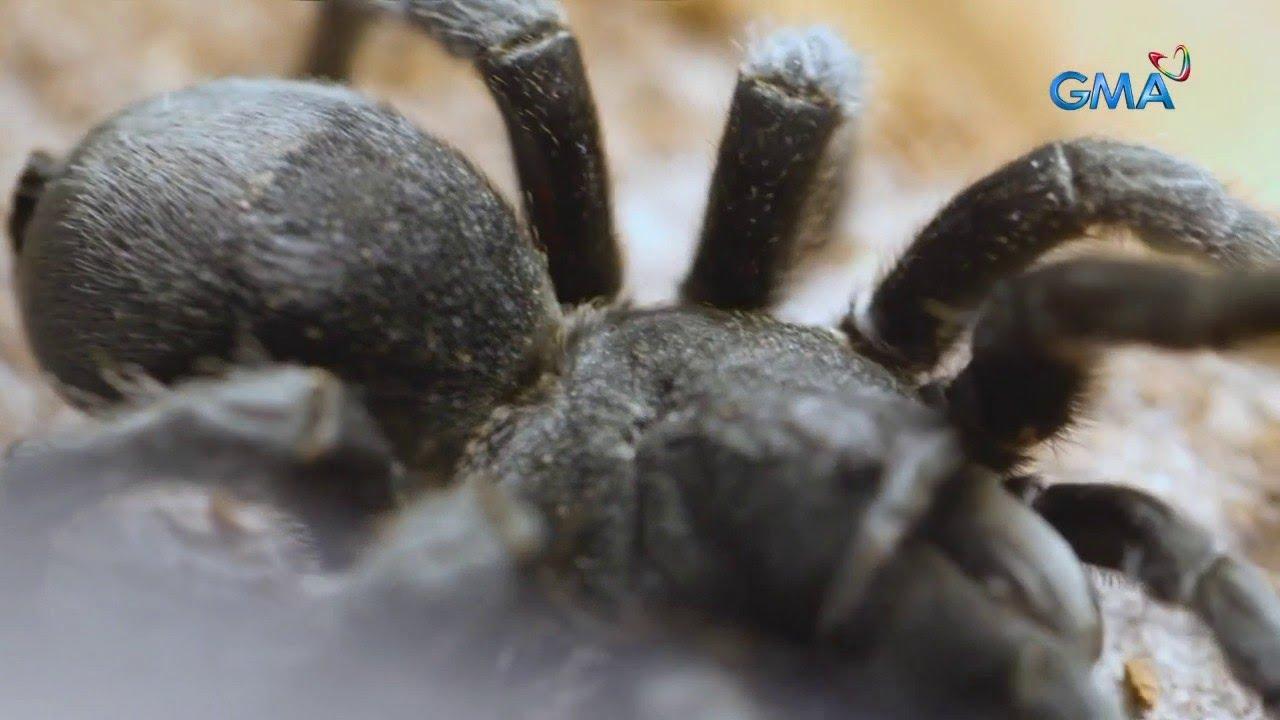 How did the tarantula get its name? | GMA News Online