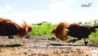 Tracking | GMA News Online