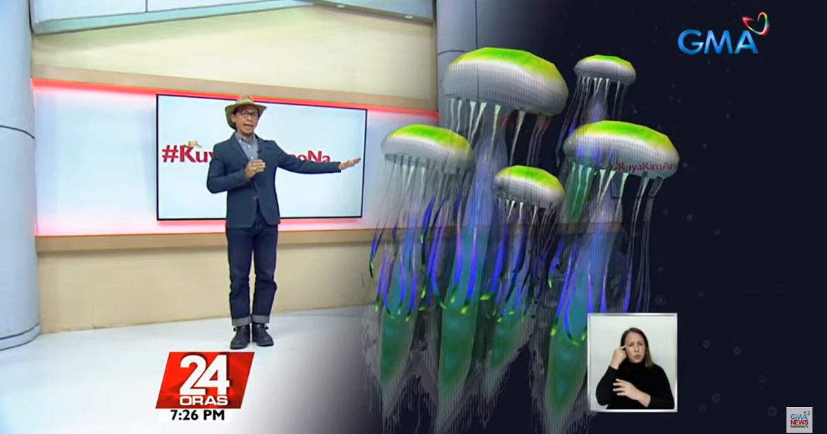 Are jellyfish actually fish? Kuya Kim answers | GMA News Online