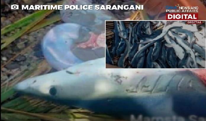 Buntis na pating na napunta sa dalampasigan, kinatay sa Sarangani ...