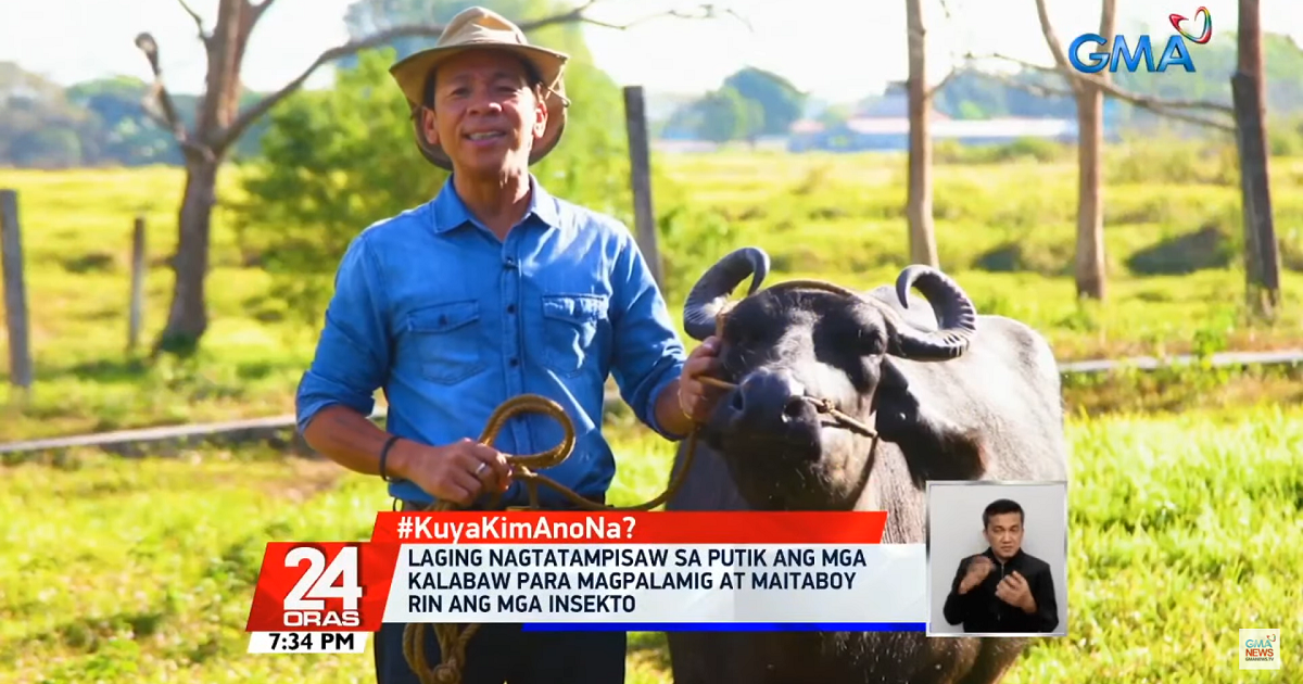 Why do carabaos like dipping in mud? Kuya Kim explains | GMA News Online