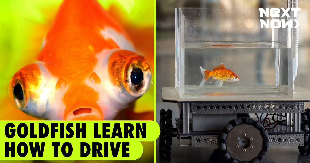 Can goldfish learn how to drive? | GMA News Online