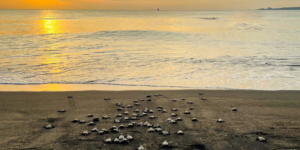 A sleepy coastal town in Bataan wakes up to the importance of pawikan ...