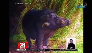 BABOY_RAMO | Tracking | GMA News Online