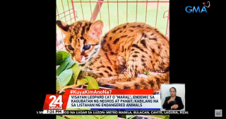 VISAYAN_LEOPARD | Tracking | GMA News Online