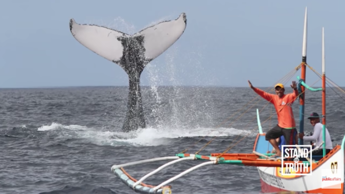 Why the singing of humpback whales can be heard in the Philippines ...