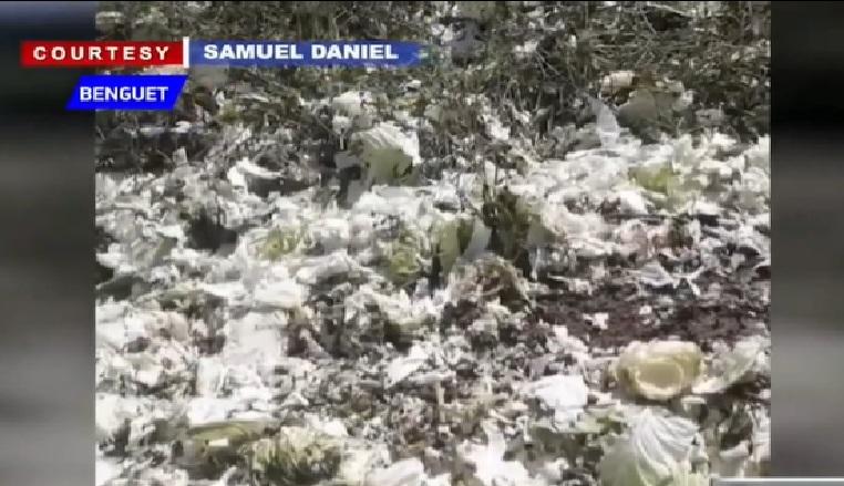 Mga tanim na repolyong 'di maibenta, tinadtad ng naghihinanakit na ...