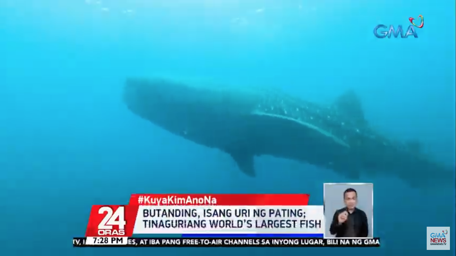 Is butanding a whale or a shark? Kuya Kim explains | GMA News Online