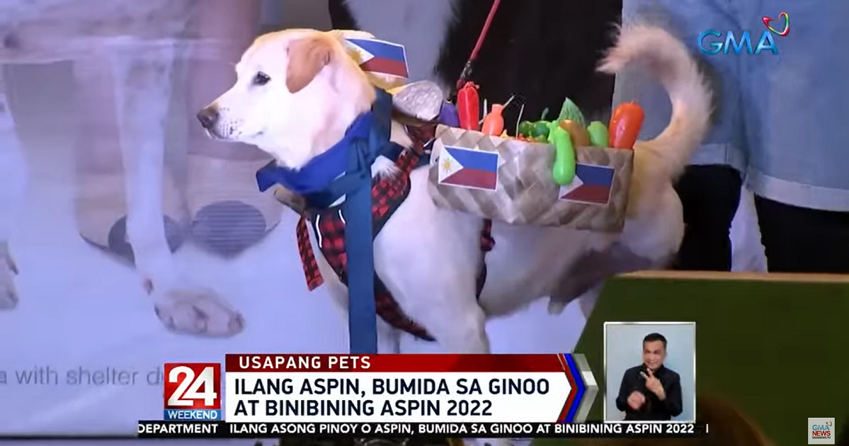 Cute doggos slay the runway as PAWS hold Ginoo and Binibining Aspin ...