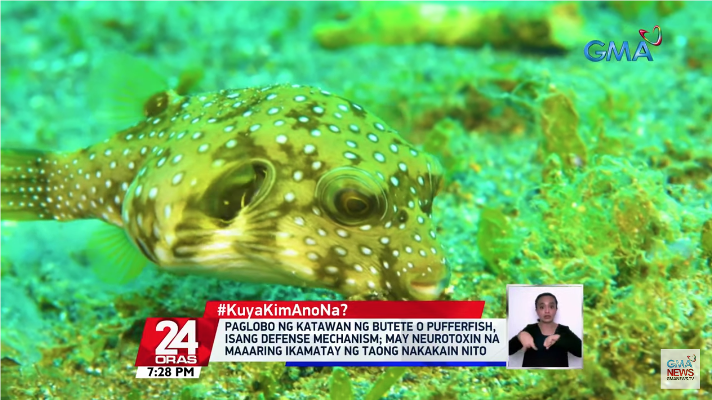 Why is it unsafe to eat pufferfish or butete? Kuya Kim explains | GMA ...
