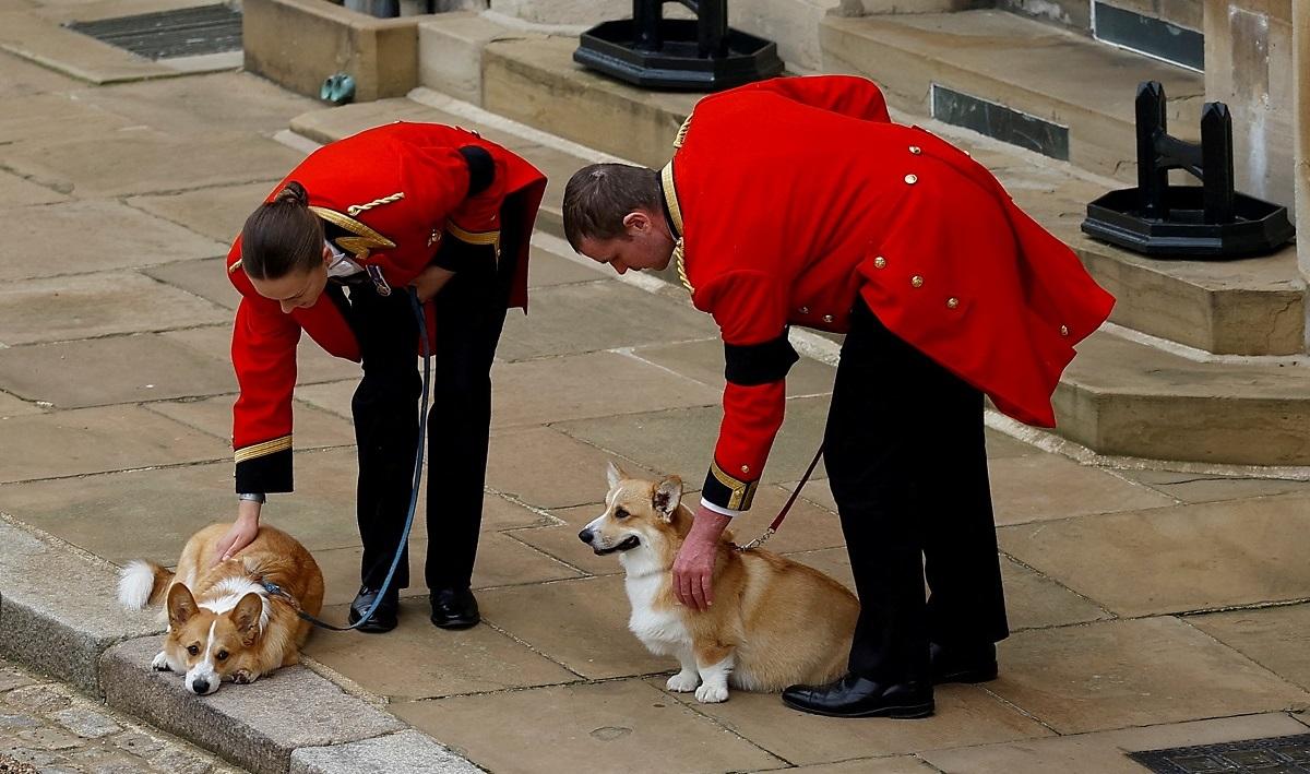 Loyal to the last, Queen’s corgis and pony watch cortege pass | GMA ...