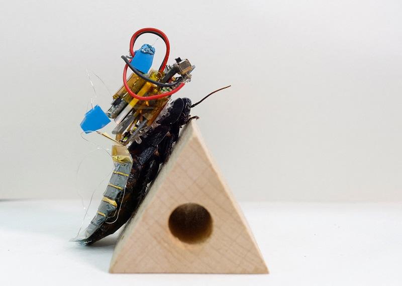 Meet Japan's cyborg cockroach, coming to disaster area near you | GMA ...