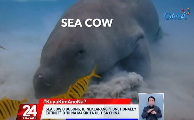 Sea cows or dugong are ‘functionally extinct’ in China | GMA News Online