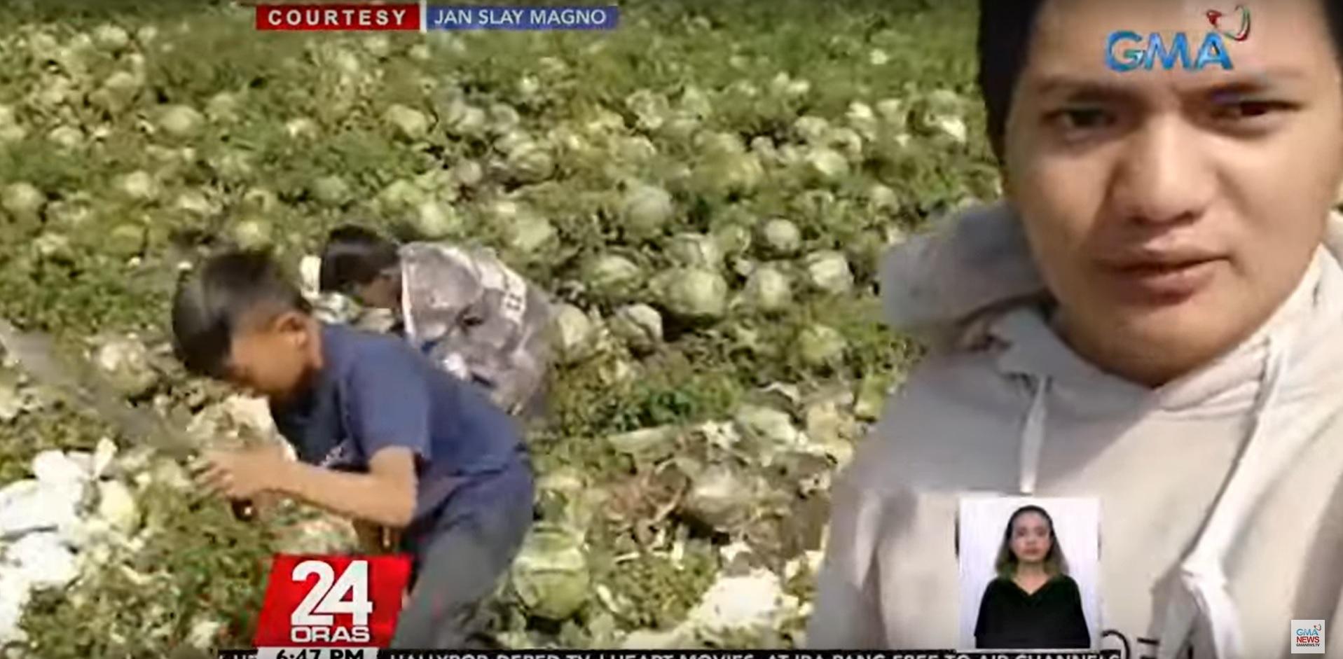 Benguet farmer destroys cabbage harvest, uses it for fertilizer | GMA ...