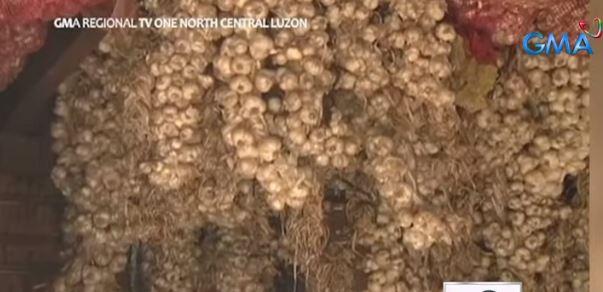 Batanes farmers seek buyers for their garlic | GMA News Online