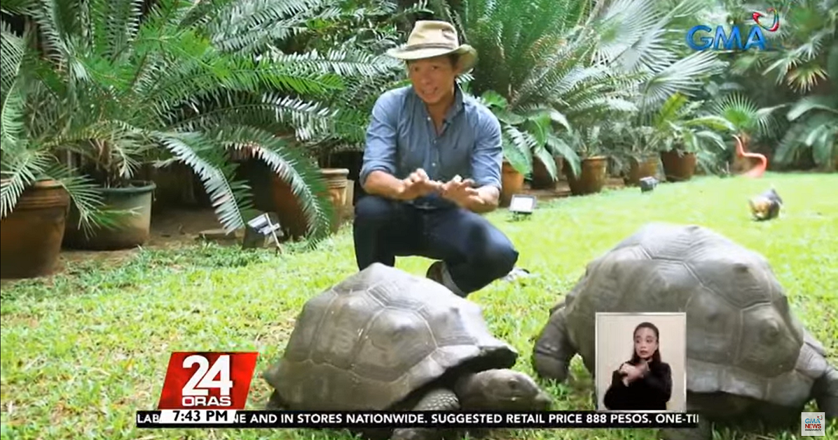 What's the difference between a sea turtle and a tortoise? | GMA News Online