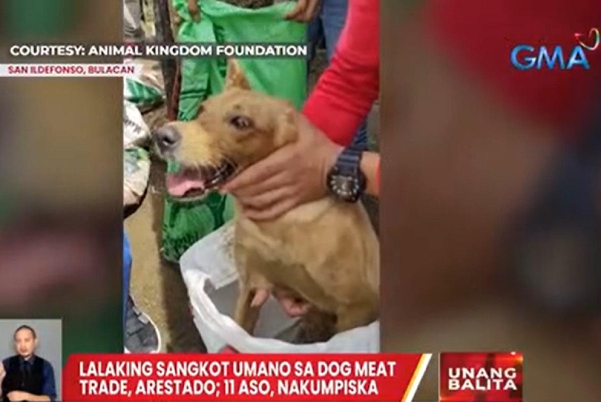 Lalaking sangkot umano sa dog meat trade, arestado; 11 aso, nasagip | Balitambayan