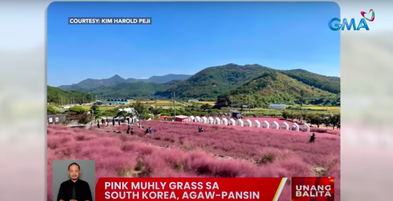 Pink muhly grass, dinarayo ngayong autumn season sa South Korea | Balitambayan