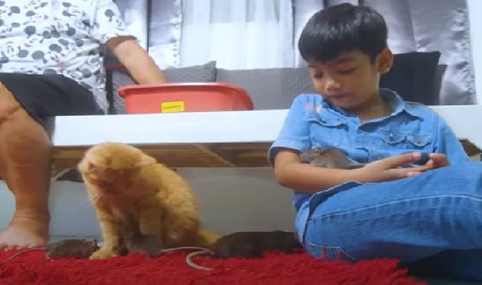 Bata sa Bulacan, ginawang pet ang mga daga; at may kasama pang pusa ...