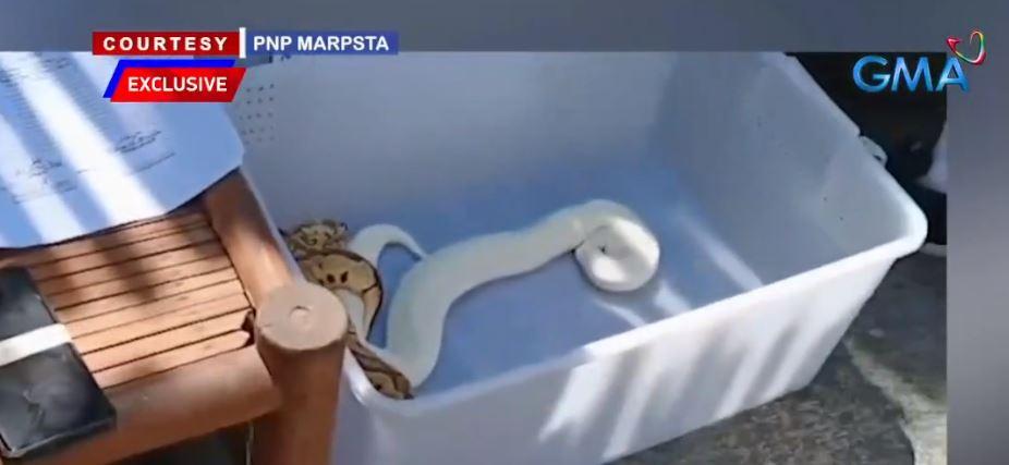 7 nabbed for selling endangered animals in Metro Manila | GMA News Online