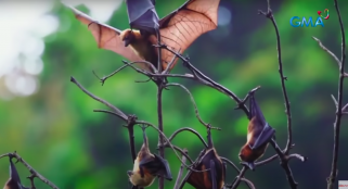 Mga paniki, uwak at ahas, mga hayop nga ba ng kadiliman na dapat ...