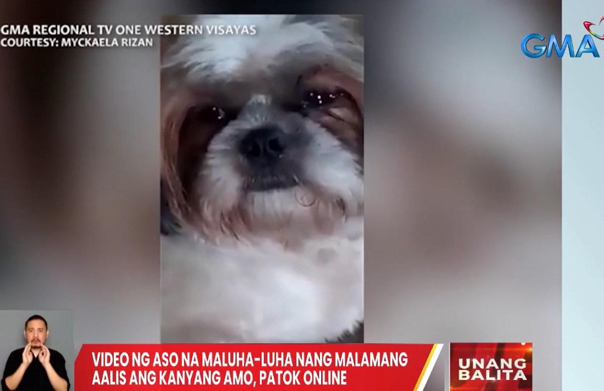 Clingy na aso, maluha-luha nang malamang aalis ang kaniyang amo ...