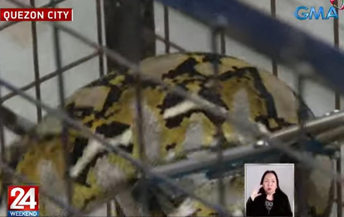 Malaking sawa, nahuli sa isang residential area sa Quezon City ...