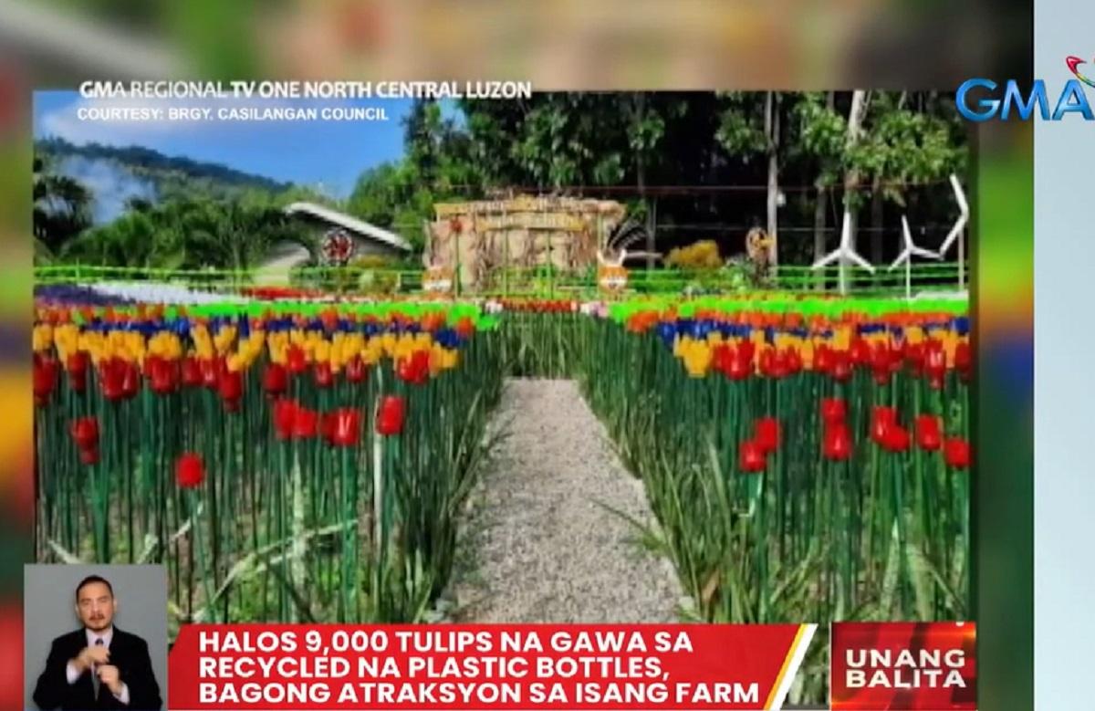 Halos 9K tulips na gawa sa recycled plastic bottles, bagong atraksyon sa farm sa La Union ...