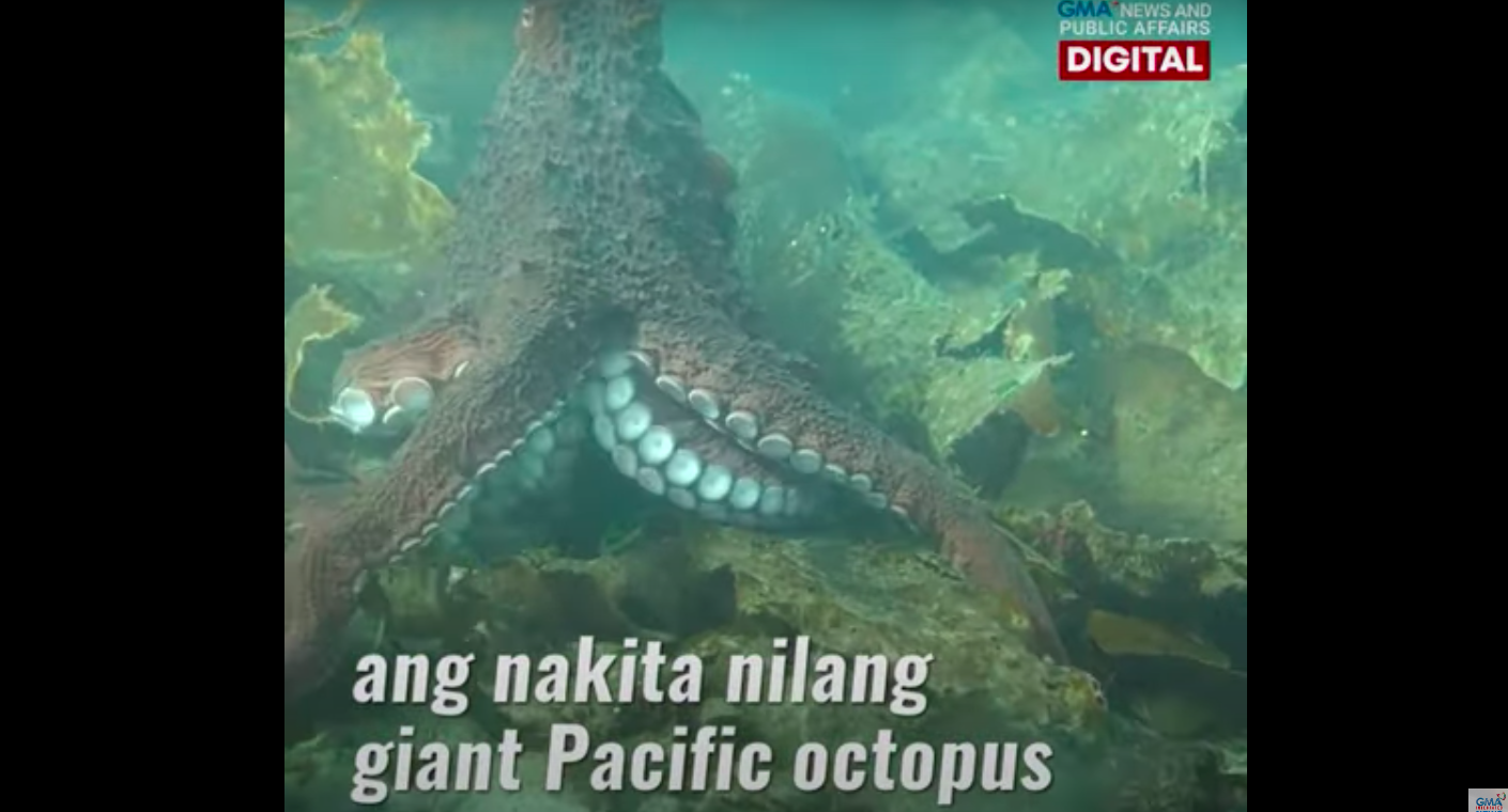 Octopus na kinukunan ng mga larawan at video, niyakap ang mga diver sa ...