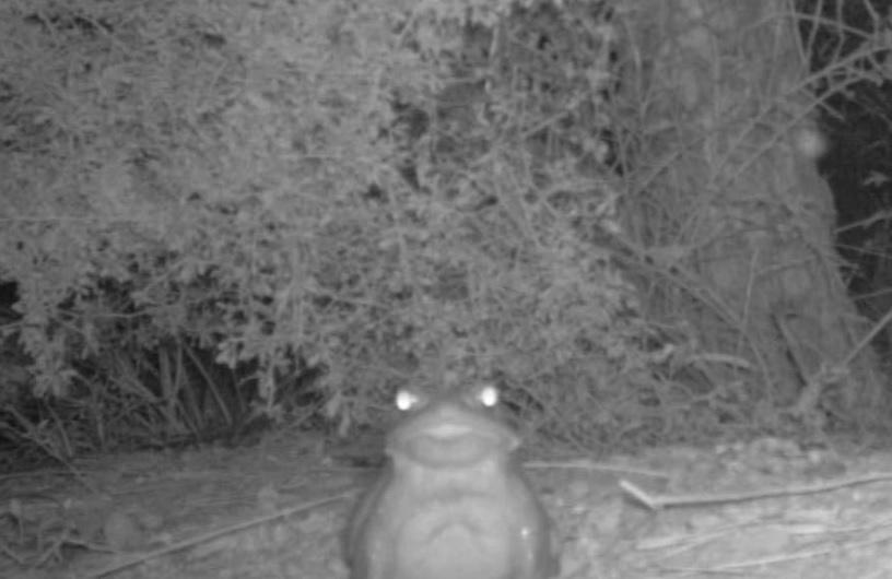 Please don't lick psychedelic toads, warn US park officials | GMA News Online