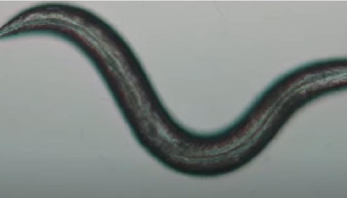 Pancreatic cancer, kaya raw ma-detect ng maliliit na bulate na malakas ...