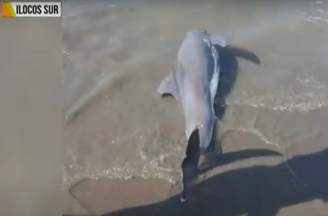 3 dolphin natagpuang patay sa baybayin ng Ilocos Sur | Balitambayan