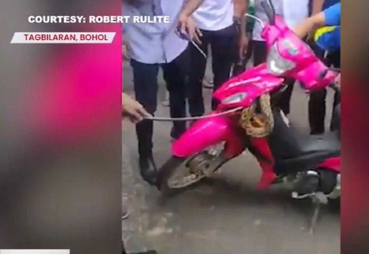 Dalawang-metrong sawa natagpuan sa loob ng isang motorsiklo sa Bohol ...