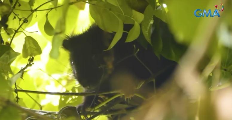 Southern Luzon giant cloud rat na nakita sa kalsada sa Cavite, nasagip ...