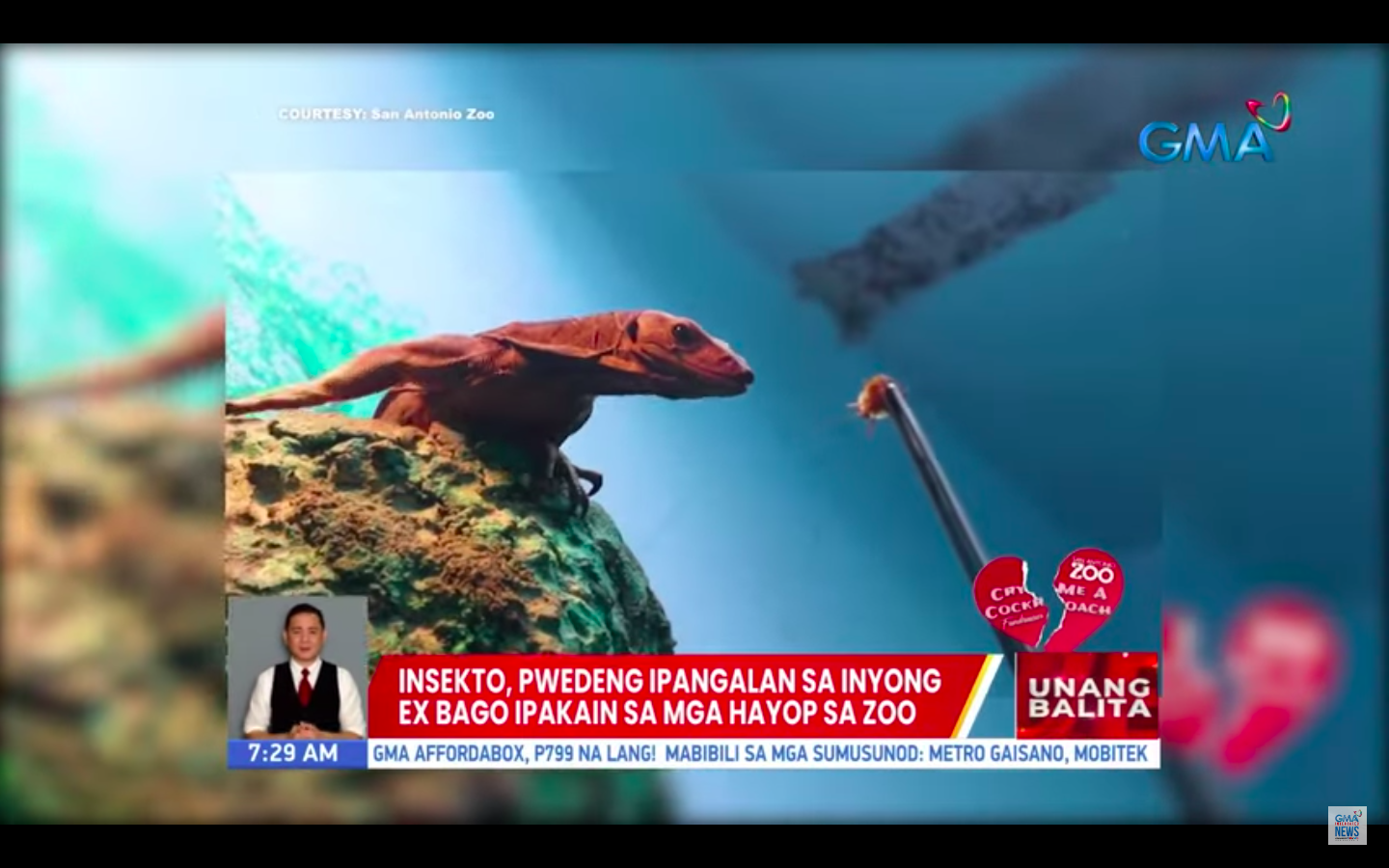 Mga insekto at daga, pwedeng ipangalan sa ex bago ipakain sa mga hayop ...