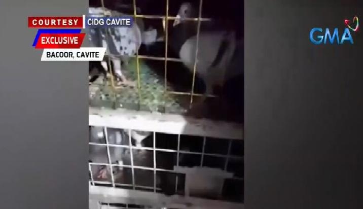 16 katao, arestado sa ilegal na karera ng mga kalapati sa Cavite; 100 ... 16 katao, arestado sa ilegal na karera ng mga kalapati sa Cavite; 100 ...