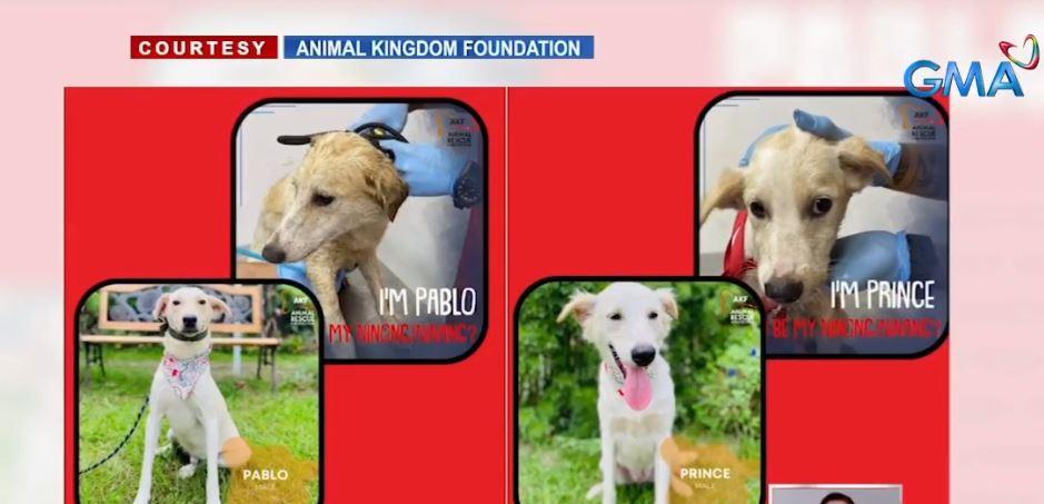 Dogs with cruel past, rescued, find 'furever' homes | GMA News Online