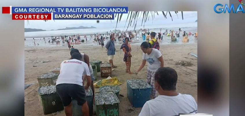 Tons of fish turn up in Masbate bay | GMA News Online